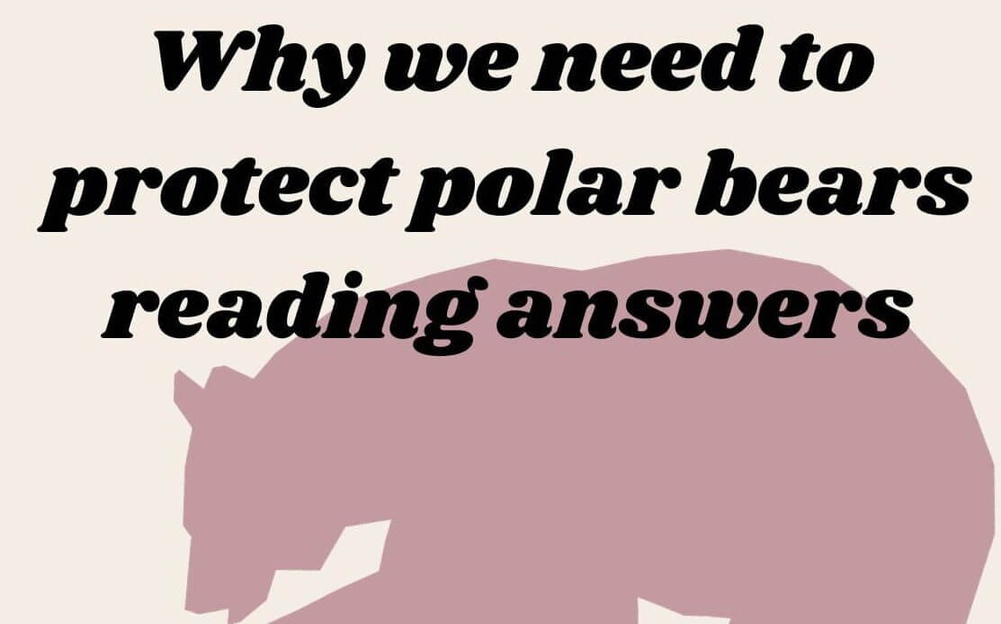 Why we need to protect polar bears reading answers | Teachers' tip